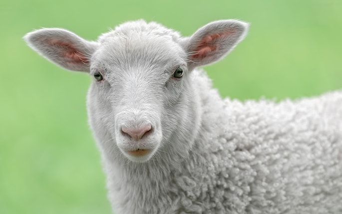 14 Passover Facts and Traditions Every Jew Should Know - Passover