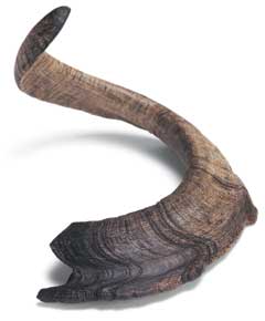 The Shofar - Guide - Jewish Kids