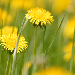 When is the Jewish Month of Aviv? - Passover