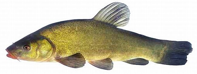 The Kabbalah of Kosher Fish - Chasidic Masters